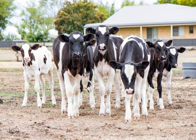 SEVEN TIPS TO HELP CALVES BEAT THE HEAT - TENN TEXAS