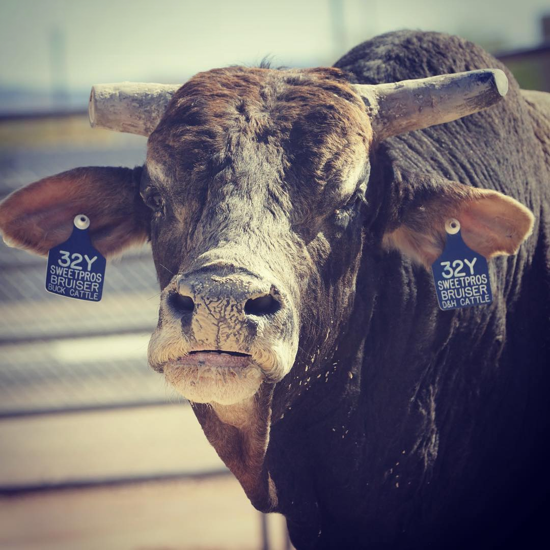 COLWICH KANSAS COWBOY CREATES HEIRLOOM QUALITY MASTERPIECES THAT ...